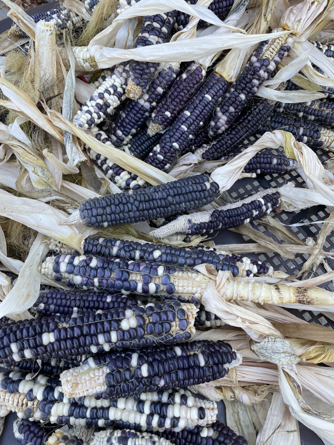 Indigenous Crops and Livestock – Community Food Systems