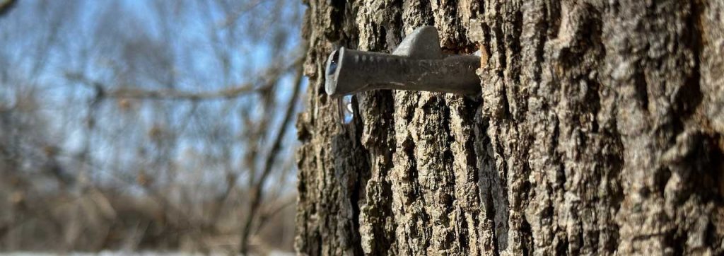 Maple Sugaring and Production – Community Food Systems